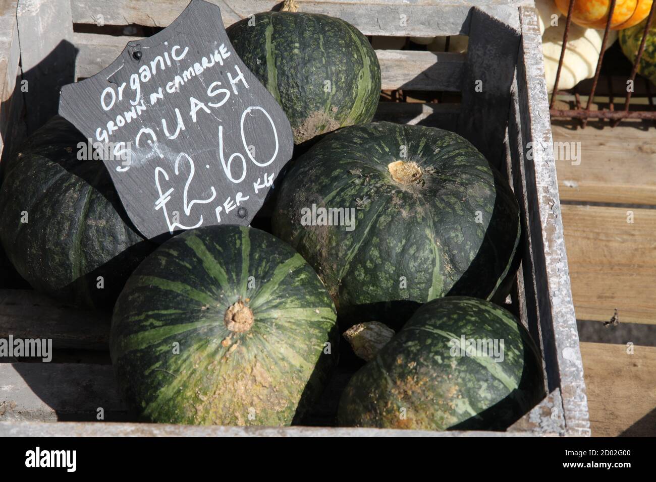 Kent pumpkin hi-res stock photography and images - Alamy