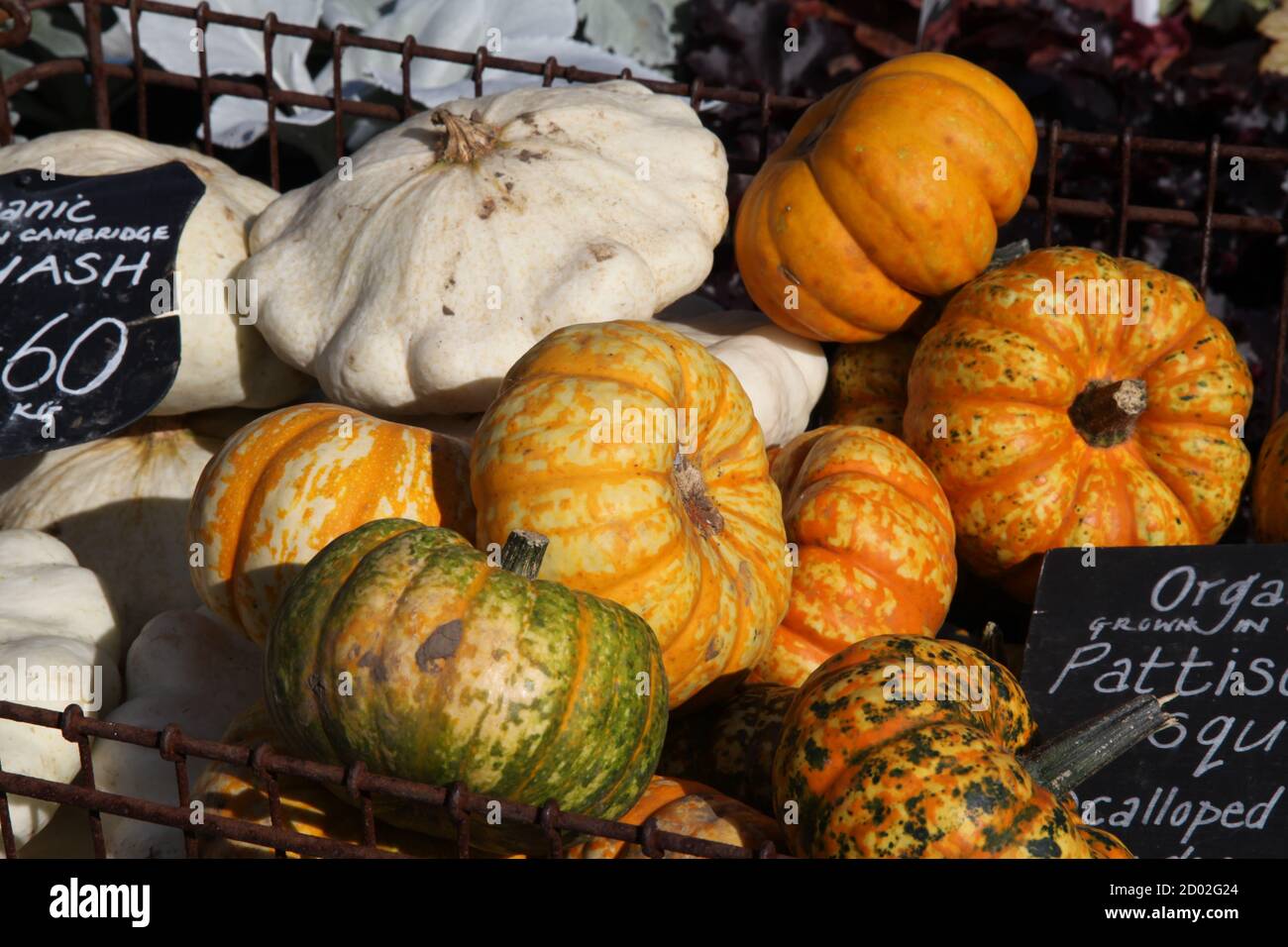 Halequin squash hi-res stock photography and images - Alamy