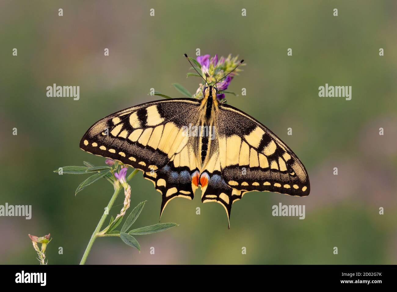 Papilio machaon old world swallowtail hi-res stock photography and images - Alamy