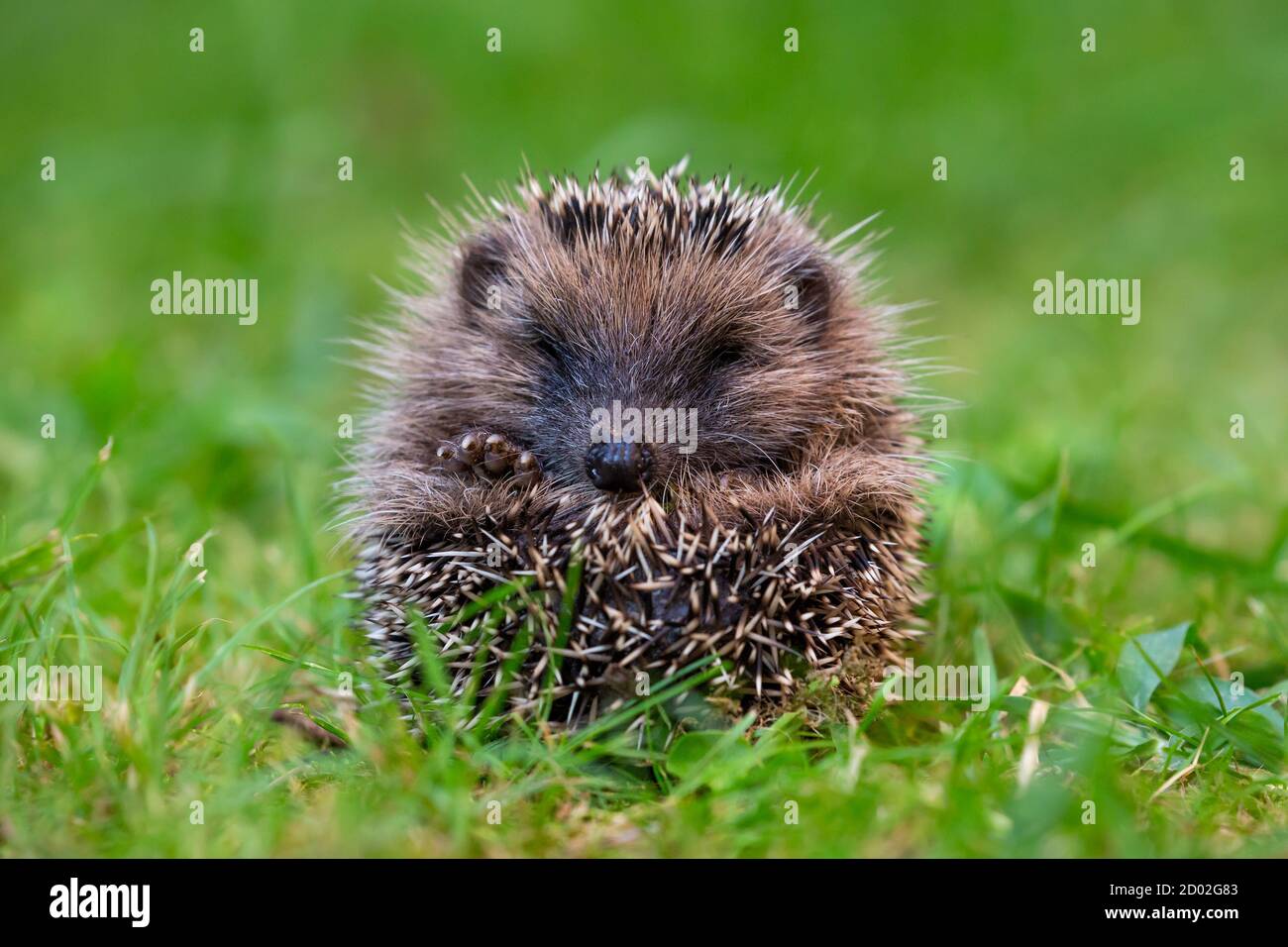 Little hedgehog close up Stock Photo - Alamy