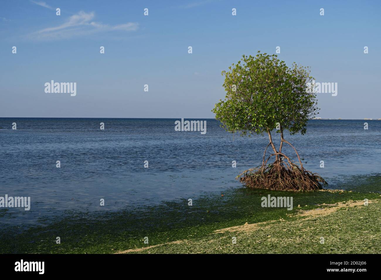 Indonesian mangroves hi-res stock photography and images - Alamy