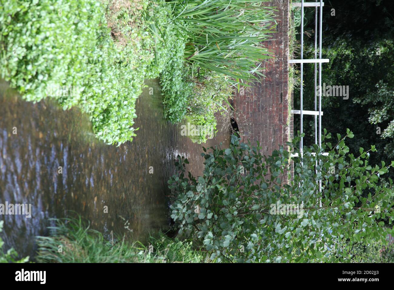 The River Tillingbourne flowing through Abinger Hammer village green ...