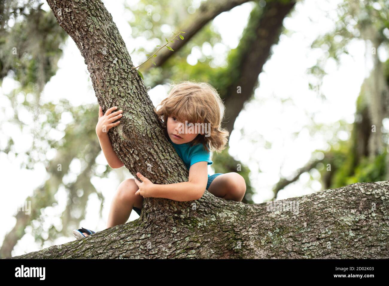 Happy young boy kid sitting in a tree. Portrait of kid climbing in a ...