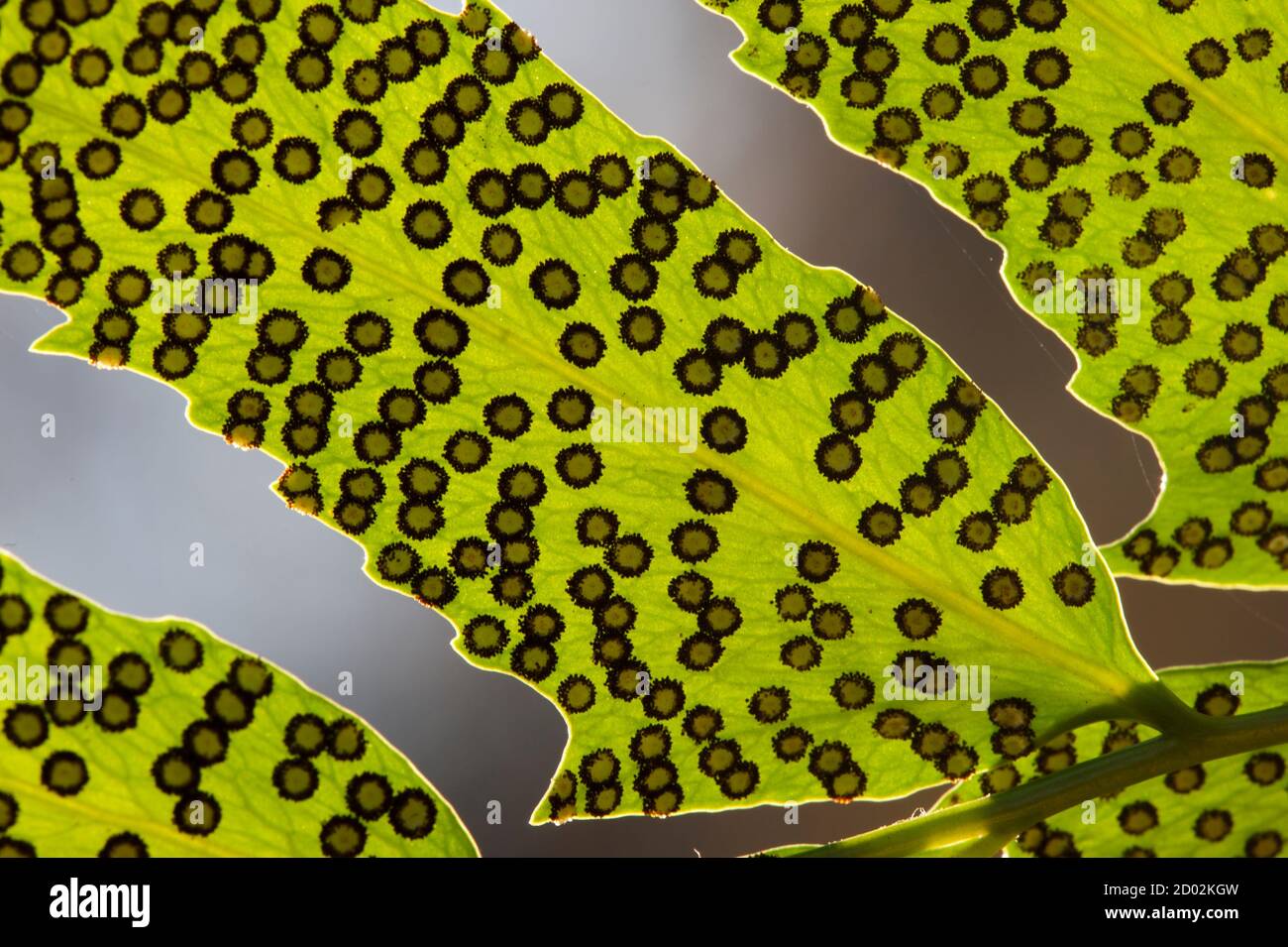 Spores lines and spots on underside of fern leaves Stock Photo - Alamy