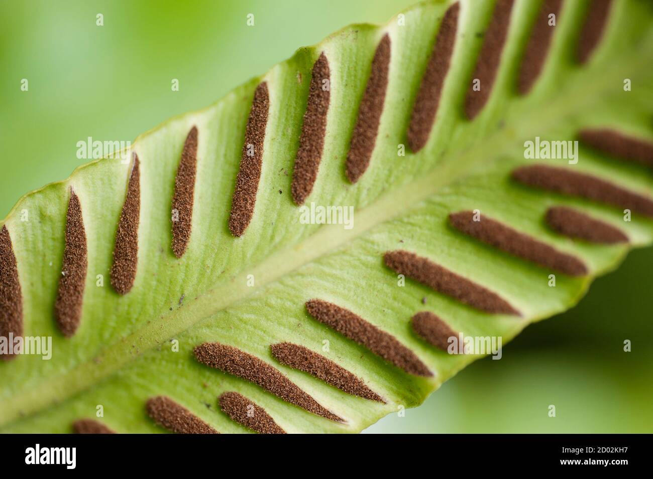 Spores lines and spots on underside of fern leaves Stock Photo - Alamy