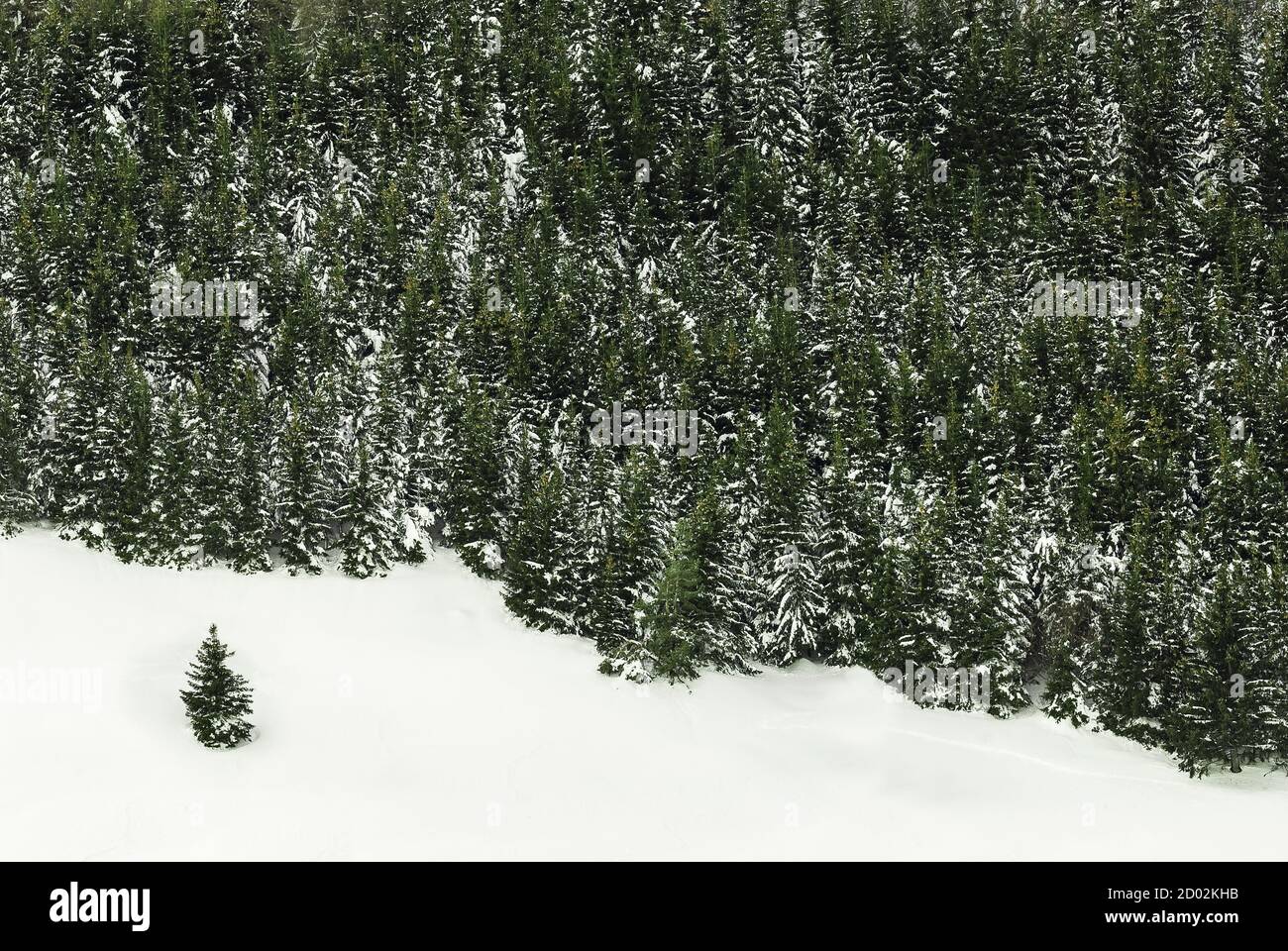 Edge of norway spruce tree wood with snow and isolated tree Stock Photo ...