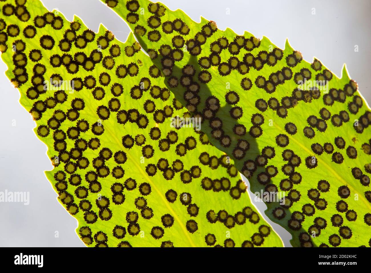 Spores lines and spots on underside of fern leaves Stock Photo - Alamy