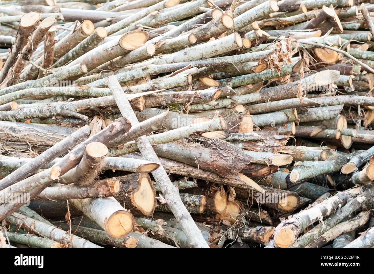 Stack of cut tree hi-res stock photography and images - Alamy