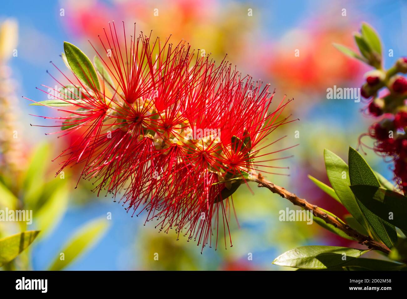 Flowers of Melaleuca viminalis, weeping bottlebrush, creek bottlebrus ...