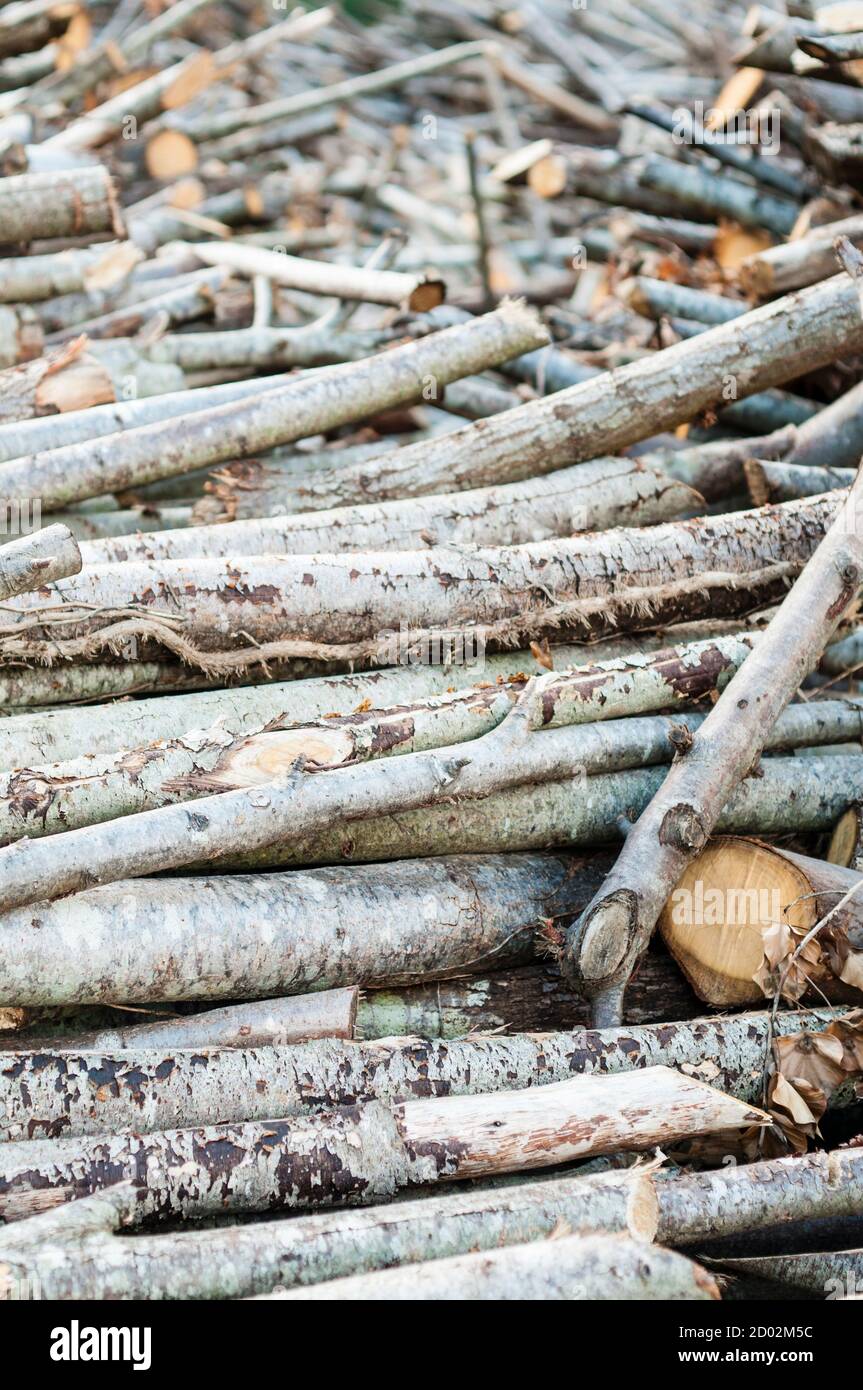 Stack of cut tree hi-res stock photography and images - Alamy