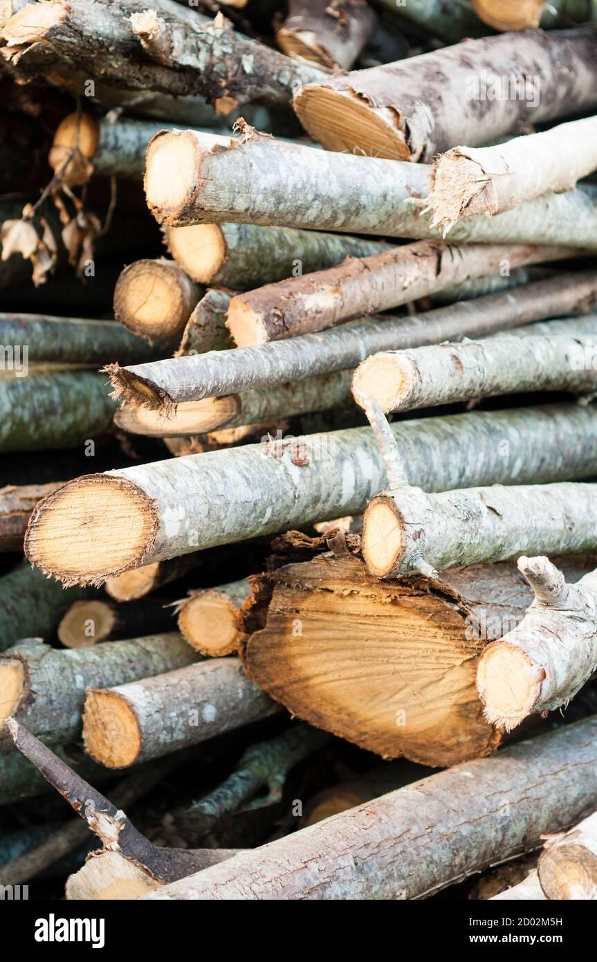 Stack of cut tree hi-res stock photography and images - Alamy