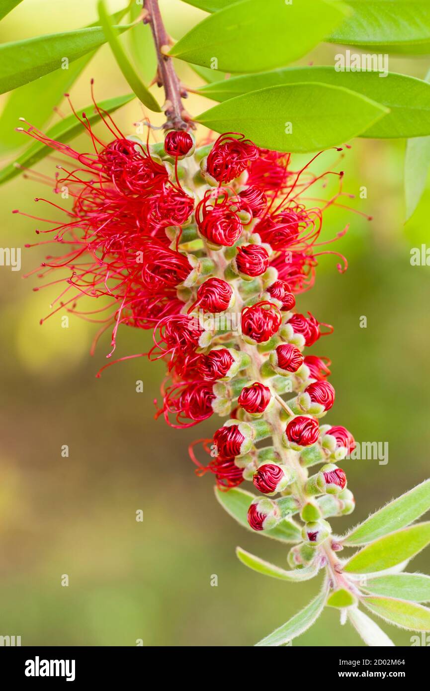 Flowers of Melaleuca viminalis, weeping bottlebrush, creek bottlebrus ...