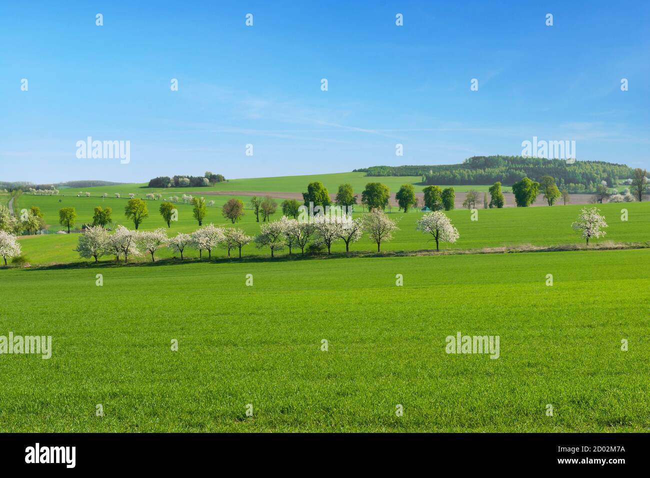 Beautiful spring landscape with green field and blooming trees Stock ...