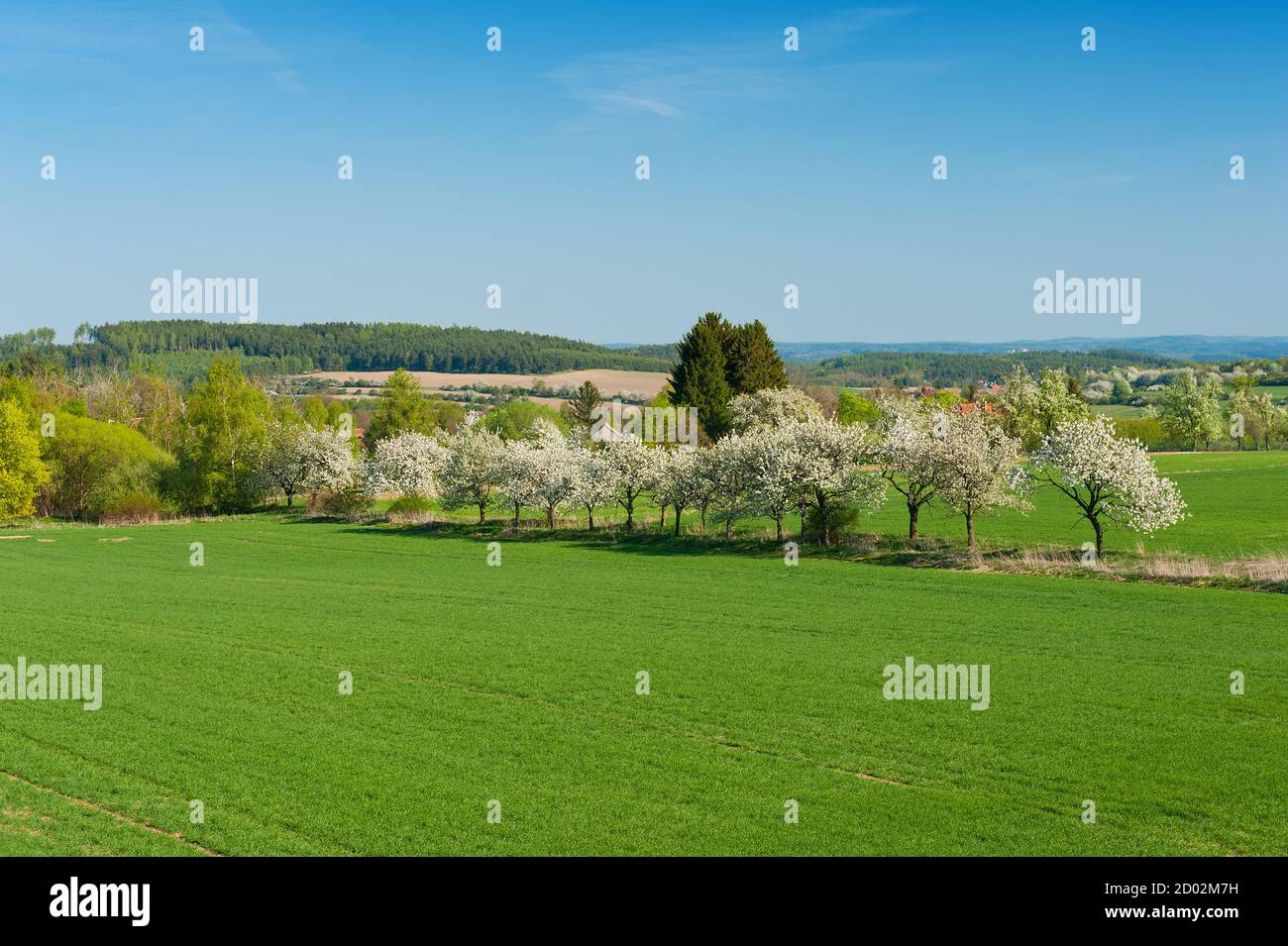 Beautiful spring landscape with green field and blooming trees Stock ...