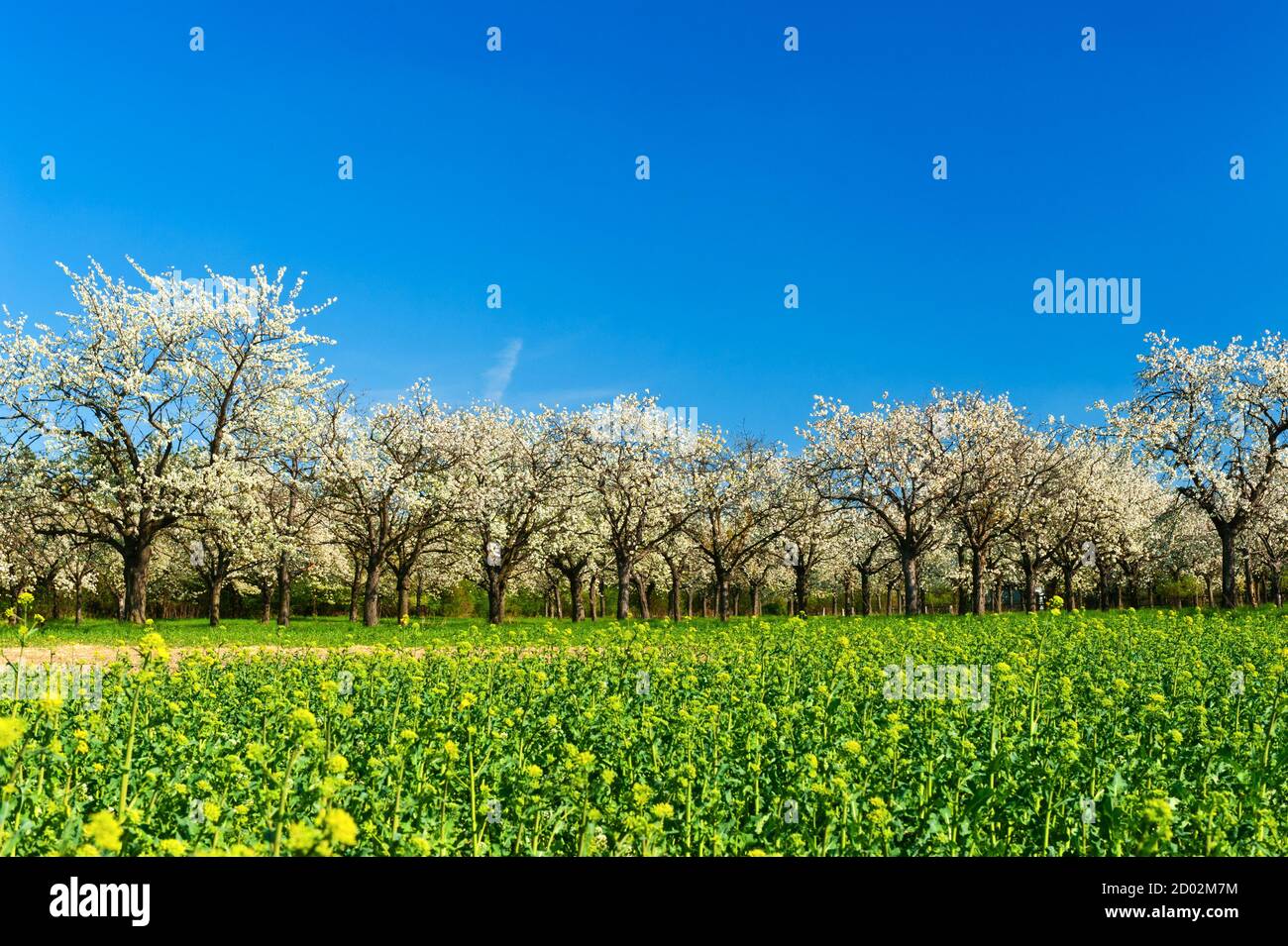 Apple Orchard in the middle of the spring season Stock Photo - Alamy