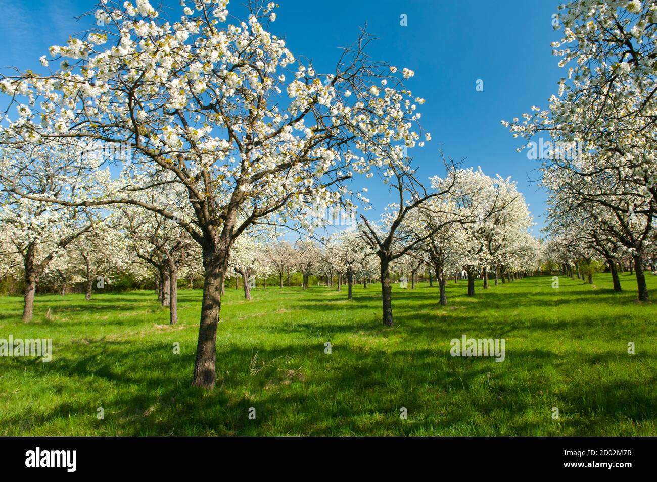 Apple Orchard in the middle of the spring season Stock Photo - Alamy