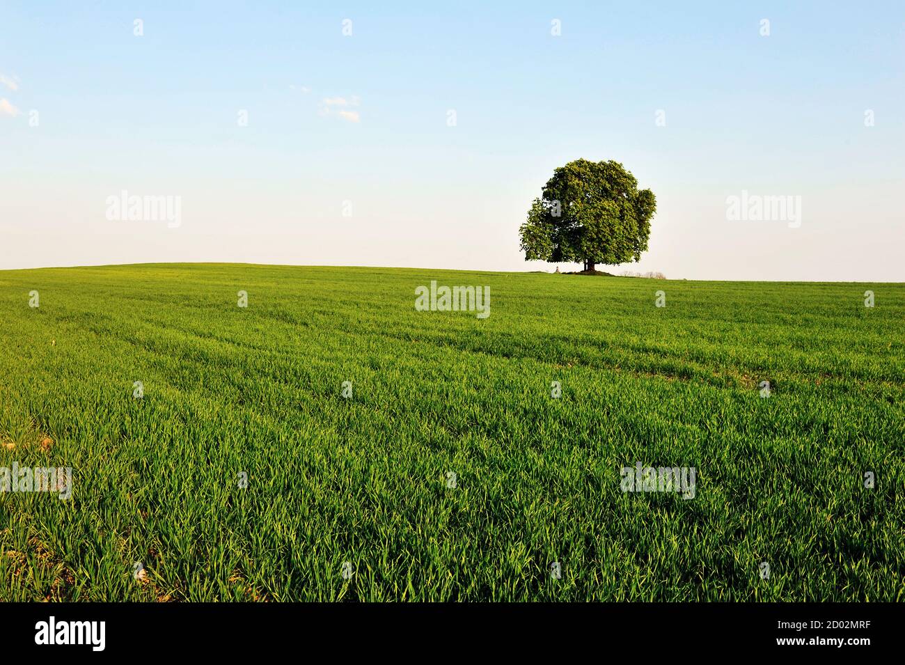 Lonely tree in the spring - with a green grass and blue sky Stock Photo ...