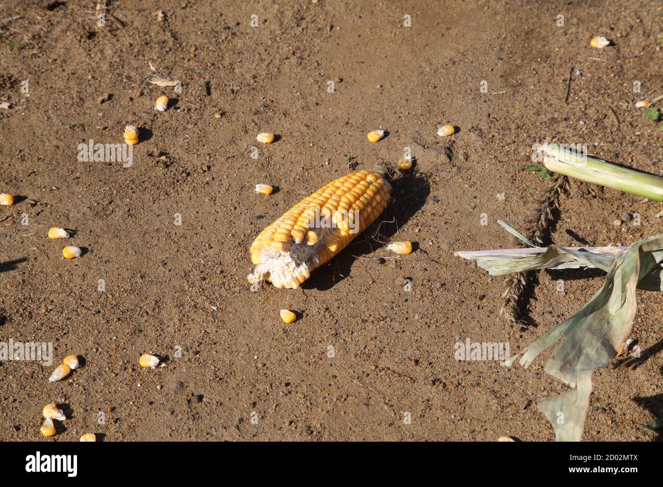 Sweet corn (Zea mays convar. saccharata var. rugosa) also called ...