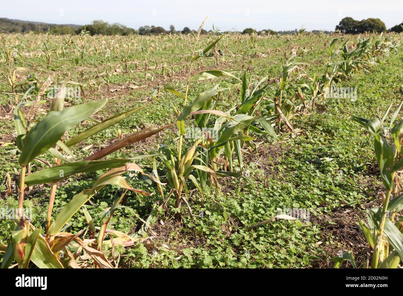 Corn field, Sweet corn also called sweetcorn, sugar corn and pole corn ...