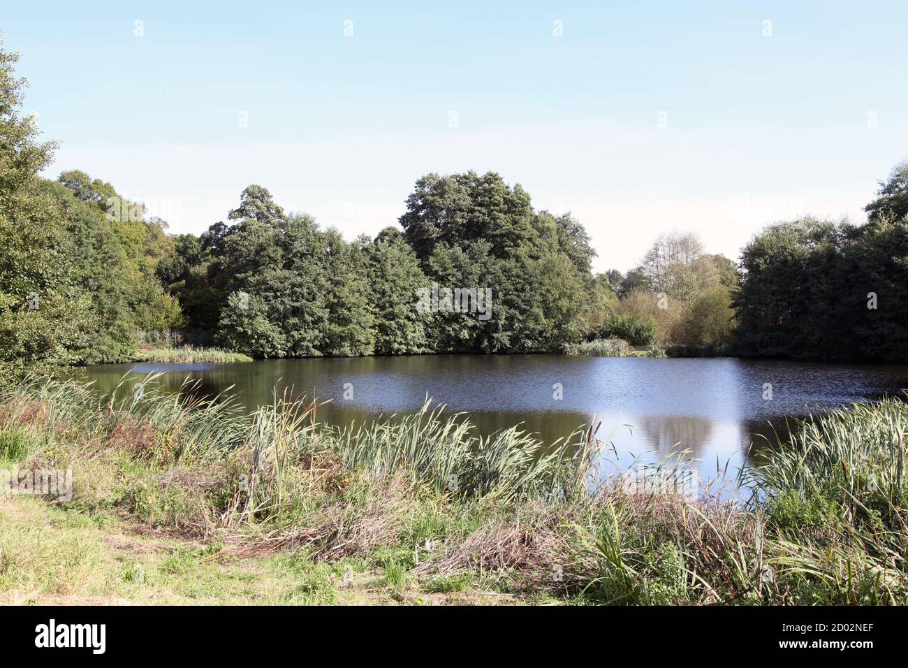 Paddington Mill Pond on the Wotton Estate in Abinger Hammer village ...