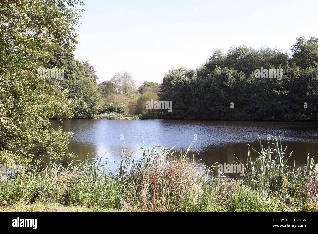 Paddington Mill Pond on the Wotton Estate in Abinger Hammer village ...