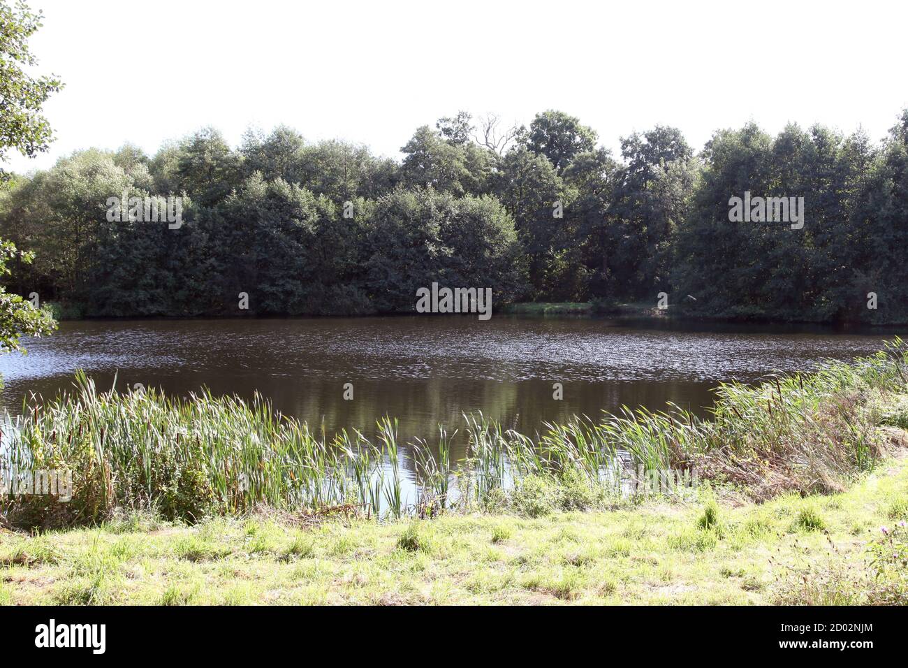 Paddington Mill Pond on the Wotton Estate in Abinger Hammer village ...