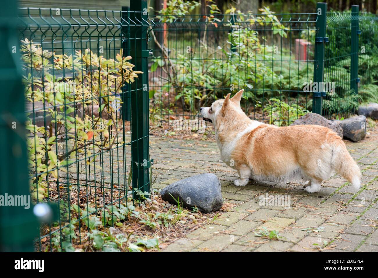 Pembroke welsh corgi and vet hi-res stock photography and images - Alamy