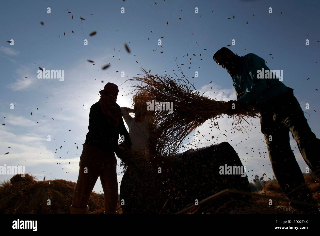 Thresh paddy hi-res stock photography and images - Alamy