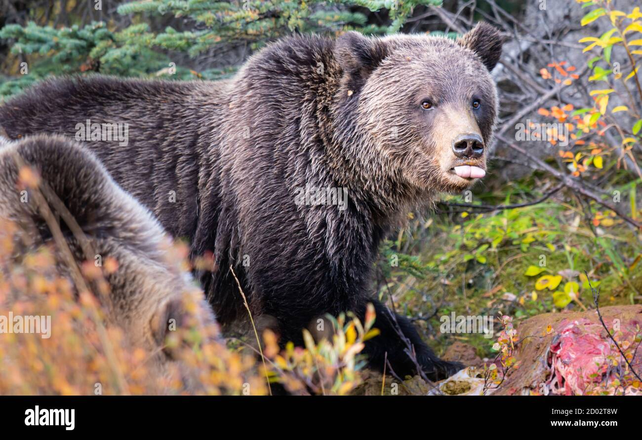 Grizzly bears on a moose carcass Stock Photo - Alamy