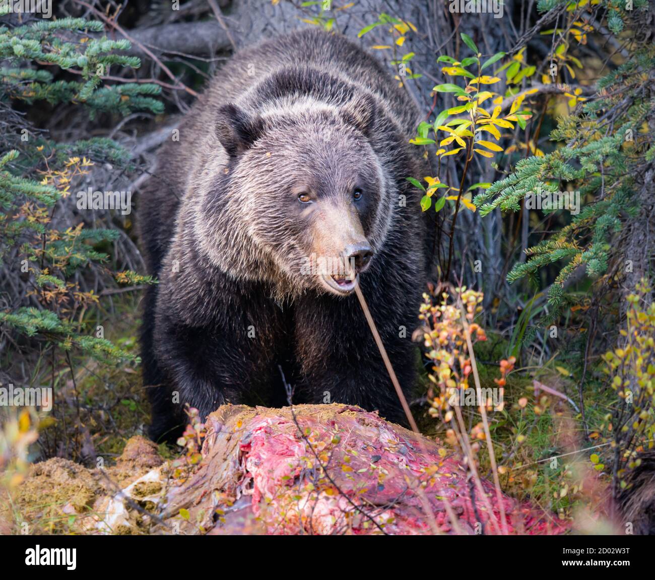 Grizzly bears on a moose carcass Stock Photo - Alamy