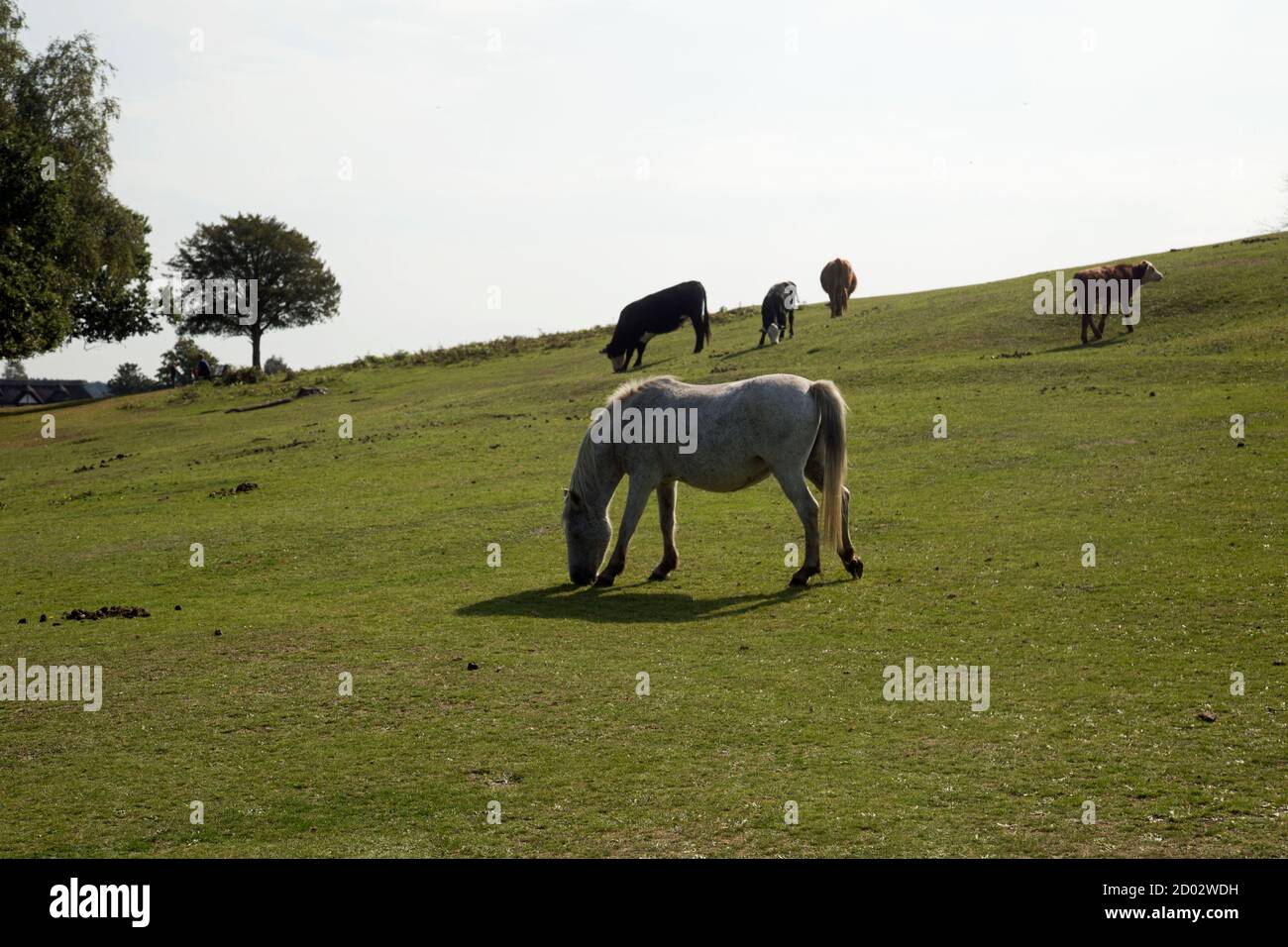 Wild Ponies and horses wandering freely in Hampshire's New Forest ...