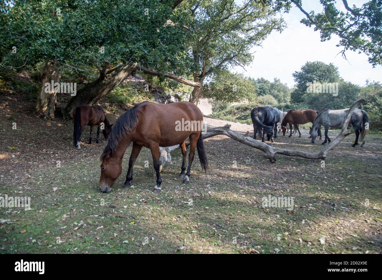 Wild Ponies and horses wandering freely in Hampshire's New Forest ...