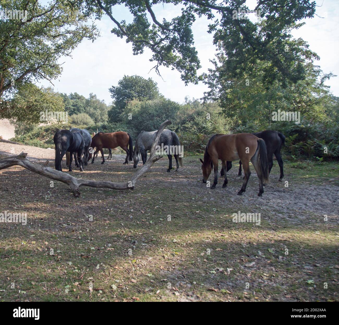 Wild Ponies and horses wandering freely in Hampshire's New Forest ...