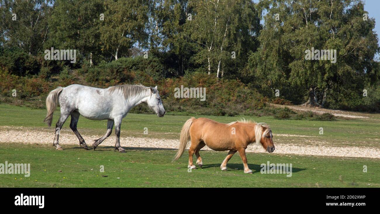 Wild Ponies and horses wandering freely in Hampshire's New Forest ...