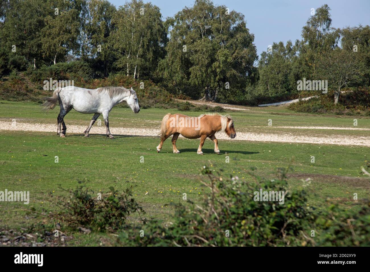 Wild Ponies and horses wandering freely in Hampshire's New Forest ...