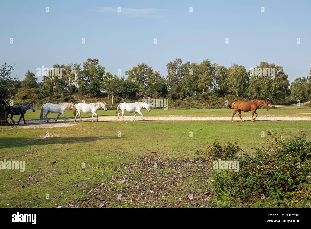 Wild Ponies and horses wandering freely in Hampshire's New Forest ...