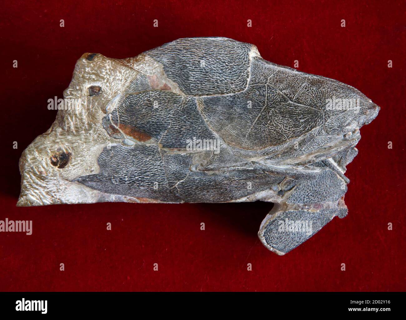 China Fossil High Resolution Stock Photography and Images - Alamy