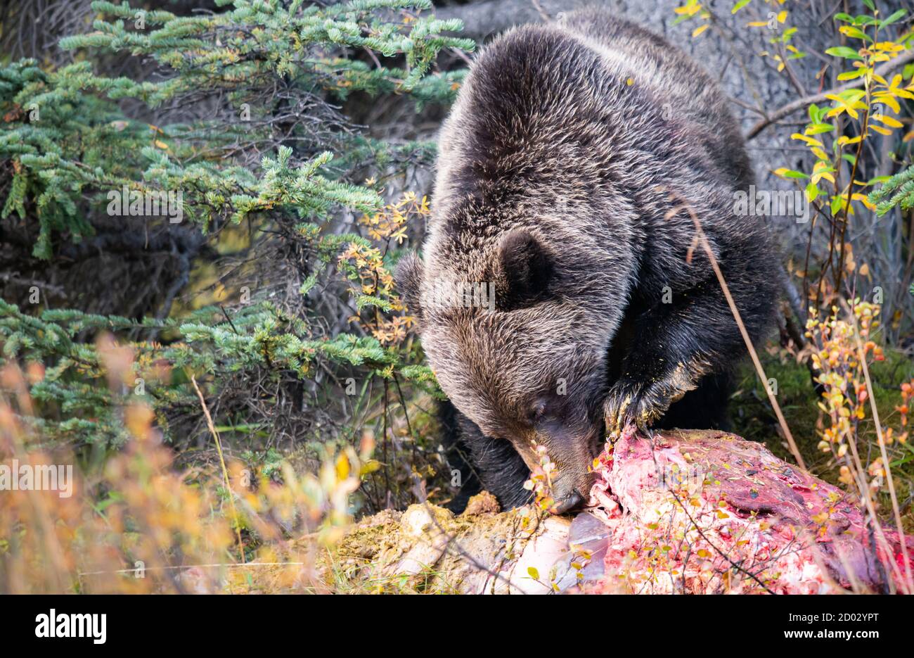Grizzly bears on a moose carcass Stock Photo - Alamy