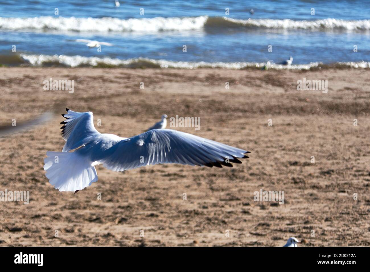 Set of seagulls flying on the beach, sand, flight, sunny day Stock ...