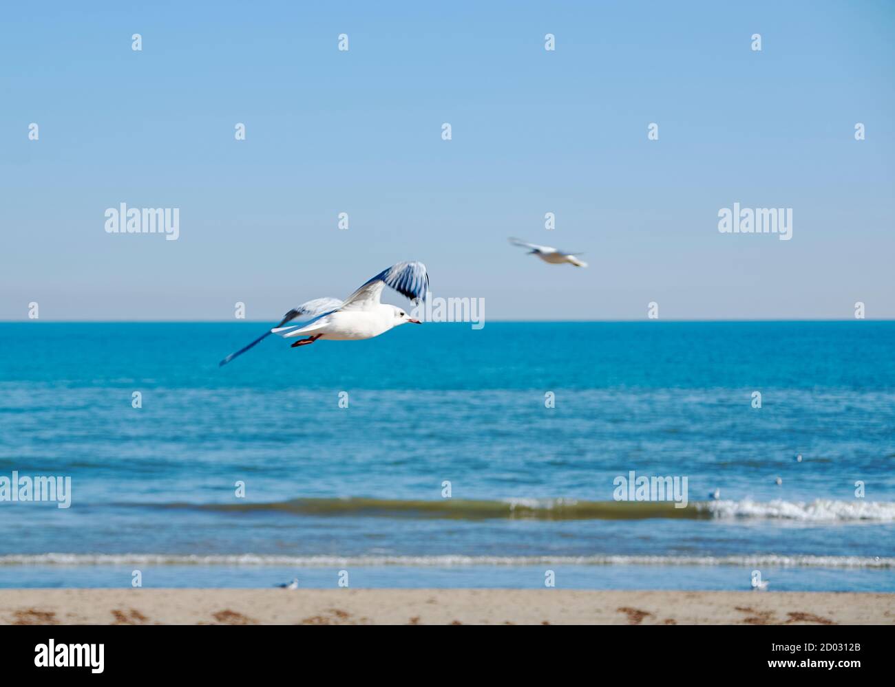 Set of seagulls flying on the beach, sand, flight, sunny day Stock ...