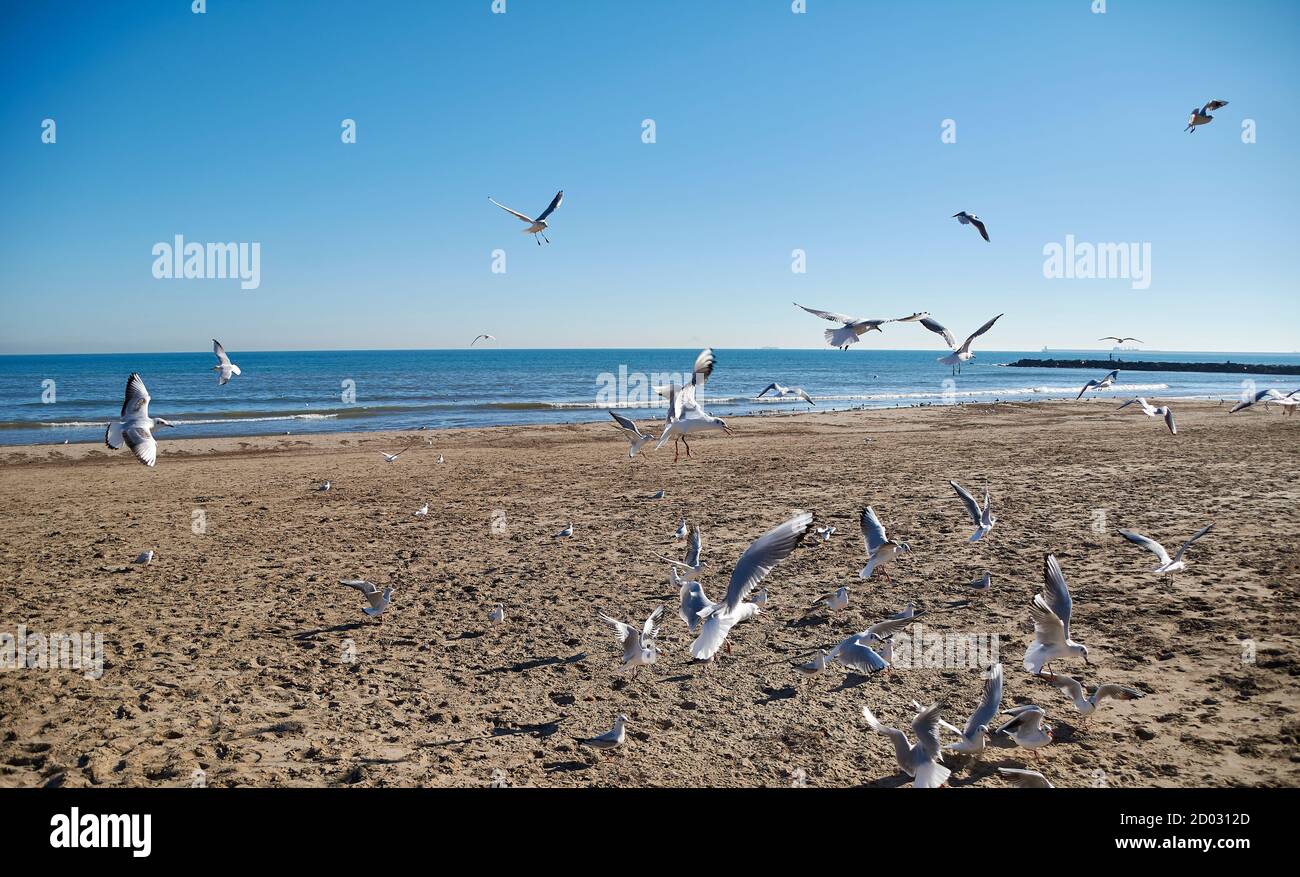 Set of seagulls flying on the beach, sand, flight, sunny day Stock ...