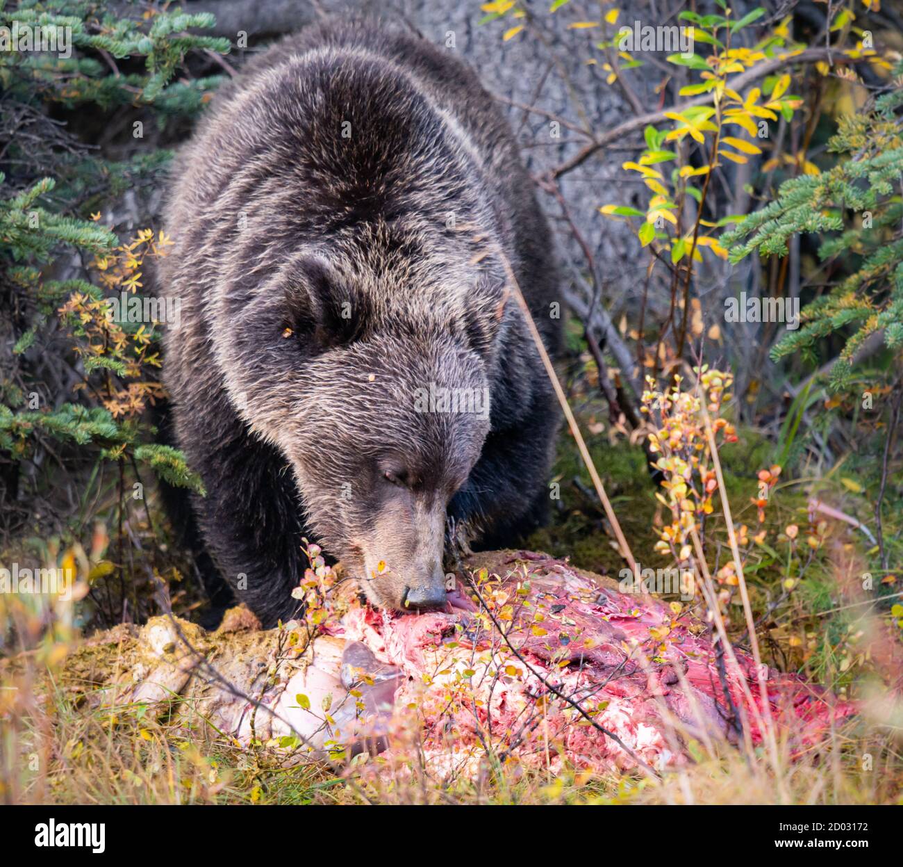 Grizzly bears on a moose carcass Stock Photo - Alamy