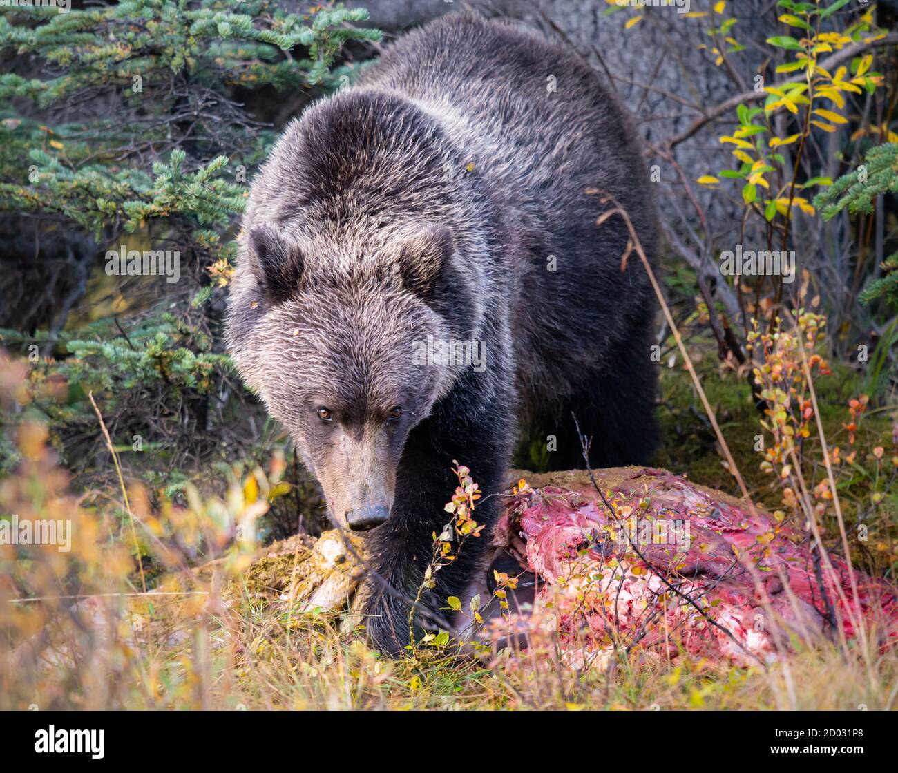 Grizzly bears on a moose carcass Stock Photo - Alamy