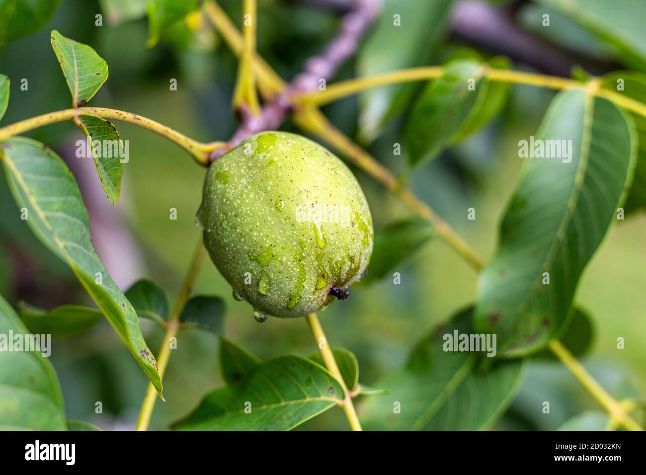 Walnut on branch cracked green hi-res stock photography and images - Alamy