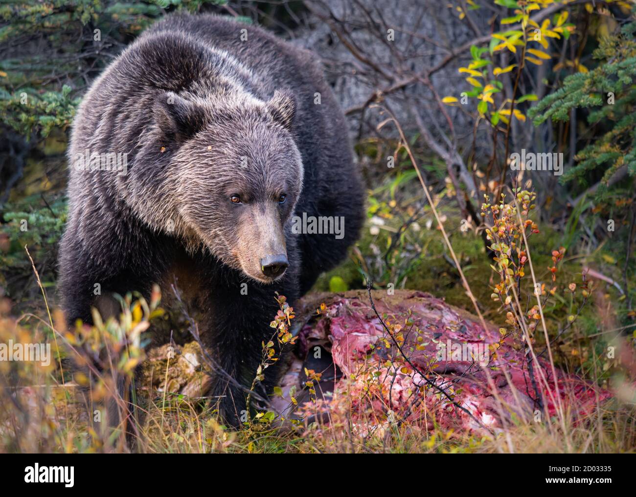 Grizzly bears on a moose carcass Stock Photo - Alamy