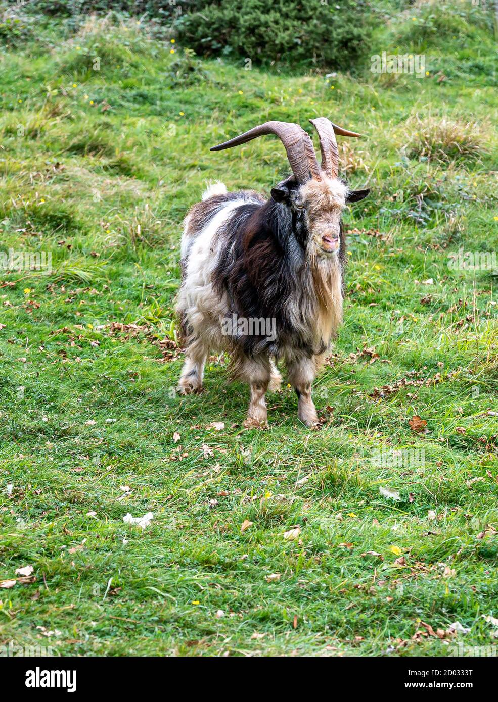 British Primitive Goat High Resolution Stock Photography and Images - Alamy