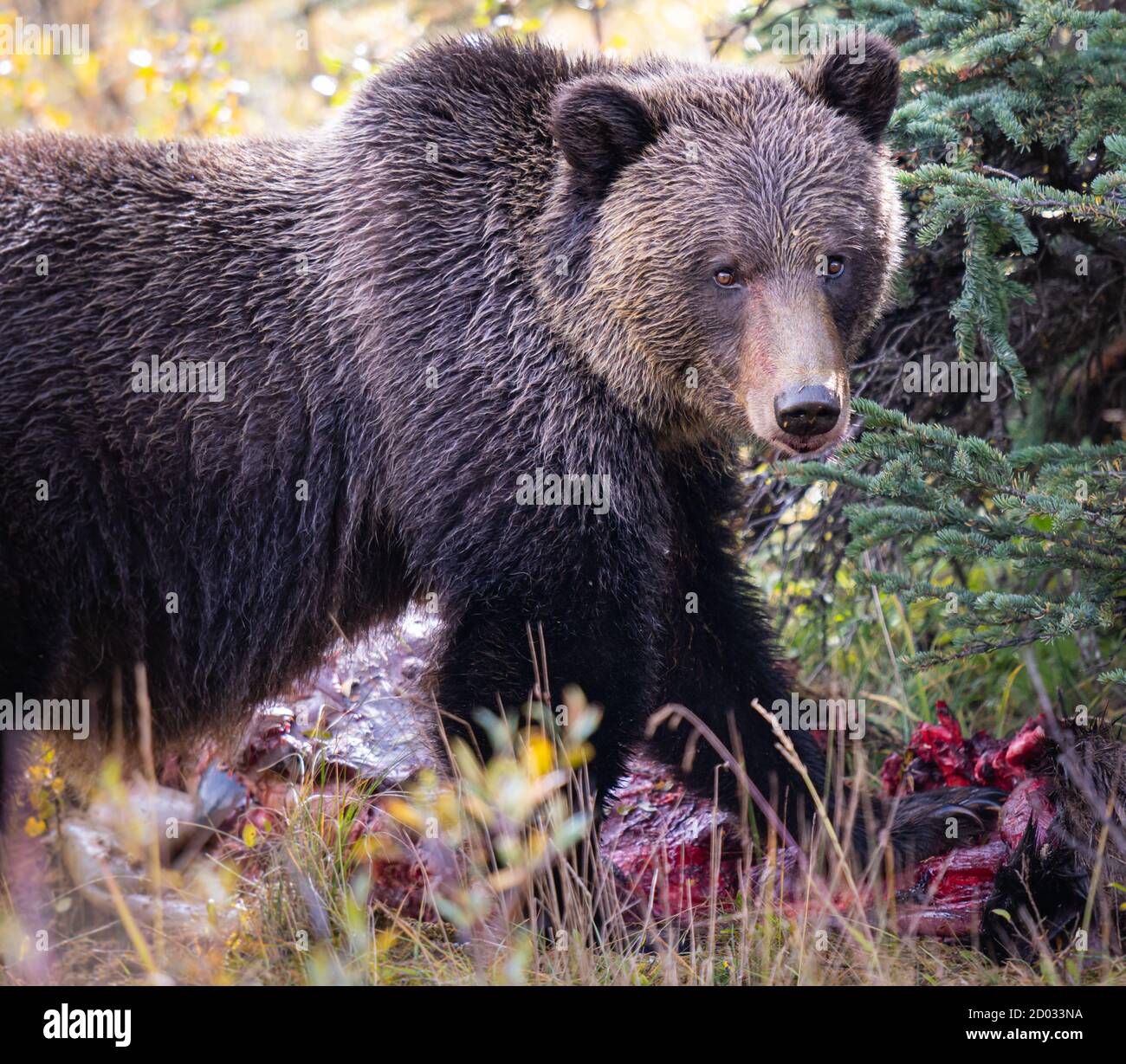 Grizzly bears on a moose carcass Stock Photo - Alamy