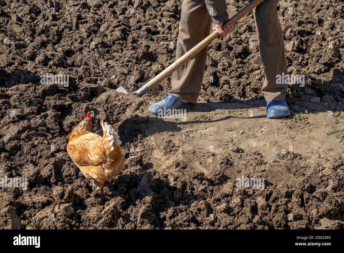 Hen in garden looking for worms with worker digs the soil Stock Photo ...