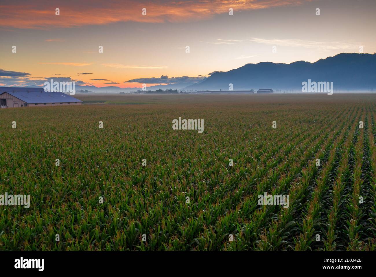 Aerial of cornfield during September sunrise Stock Photo - Alamy