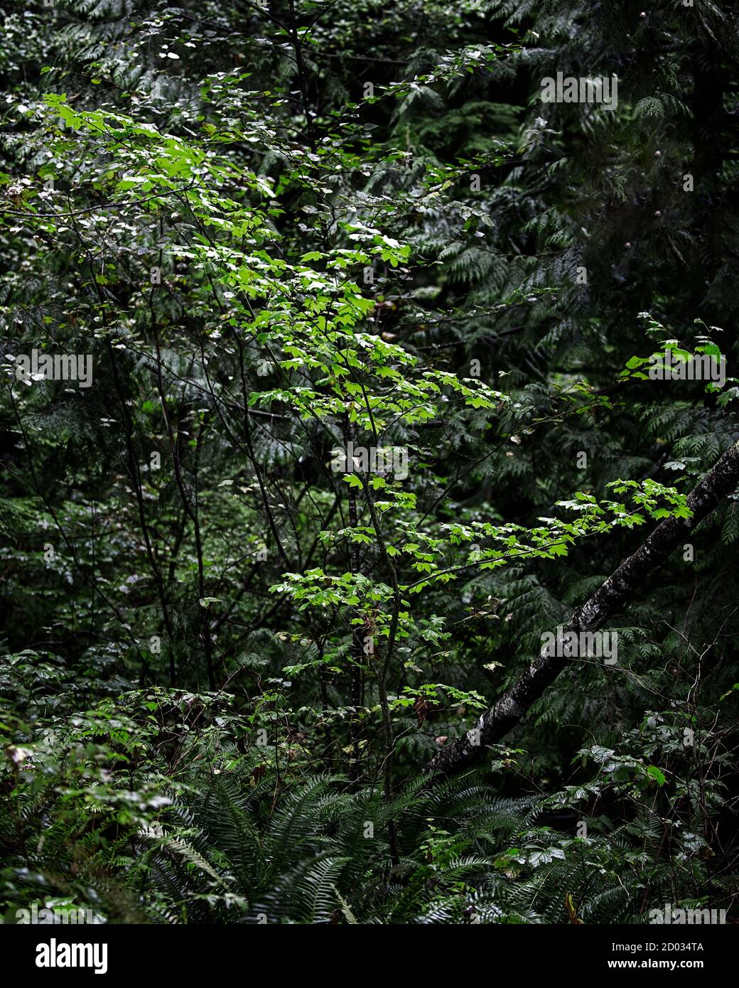 Tree standing out from the forest Stock Photo - Alamy